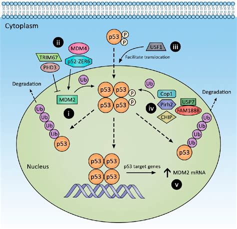 Figure 1 From Targeting Post Translational Regulation Of P53 In