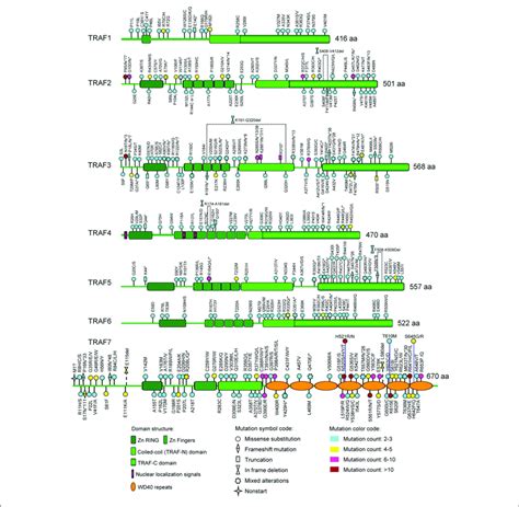 Map Of Recurrent Traf Mutations Of Human Cancers On The Traf