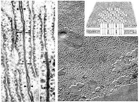 Gap Junction Penyambung Silaturahmi Sel