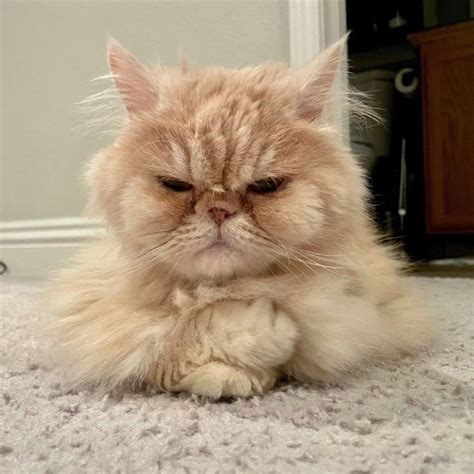 Cat Hoped For A Home For Months Until Someone Looked Past His Grumpy