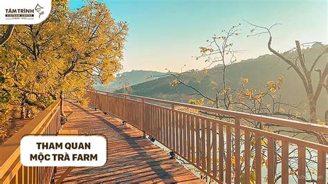 Khám Phá Địa Điểm Du Lịch Đồi Chè Cầu Đất Đà Lạt