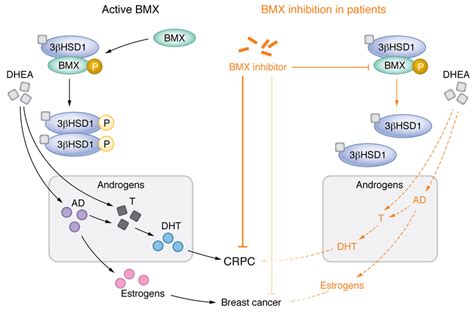 Targeting Bmx Regulation Of Androgen Biosynthesis May Circumvent Download Scientific Diagram
