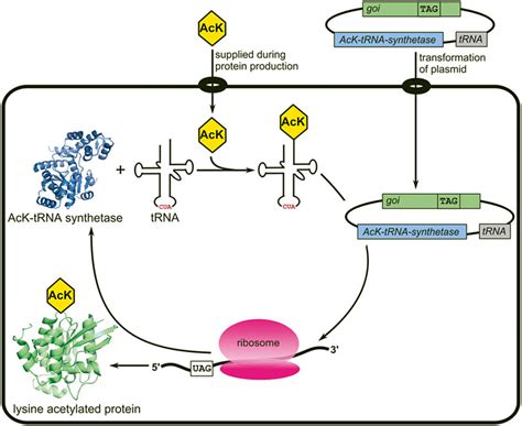 The Genetic Code Expansion Concept Allows Genetically Encoding Diverse Download Scientific The Genetic Code Expansion Concept Allows Genetically Encoding Diverse Download Scientific