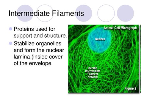 Organelles Ap Biology Chapter Ppt Download