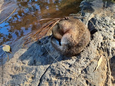 Platypus Sleeping