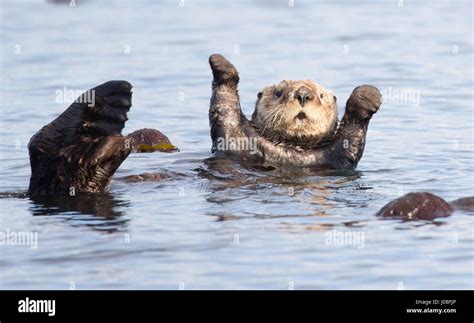 Hands Up This Otter Duly Surrenders Youve Heard Of The Praying