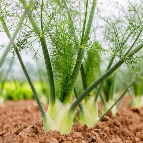 Fennel Seeds Florence Fennel Herb Seed