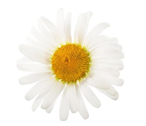 Premium Photo Chamomile Flower