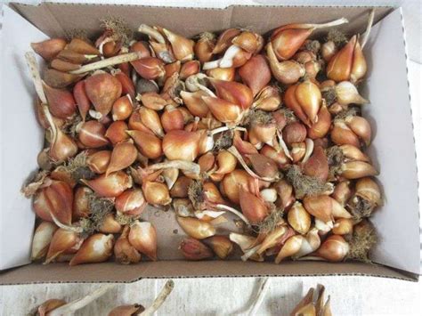 Over 50 Tulip Bulb Clusters From Fall 2021 First Planting Have Had