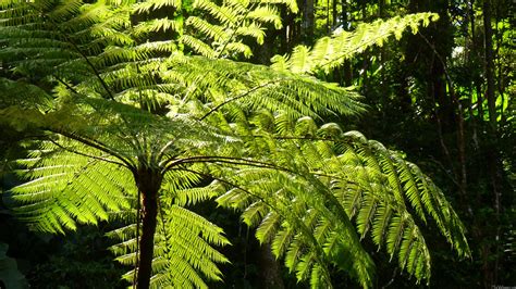 Tree Fern In The Rainforest