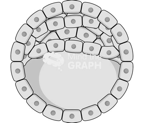 Free Blastula Icons Symbols Pictures And Images Mind The Graph