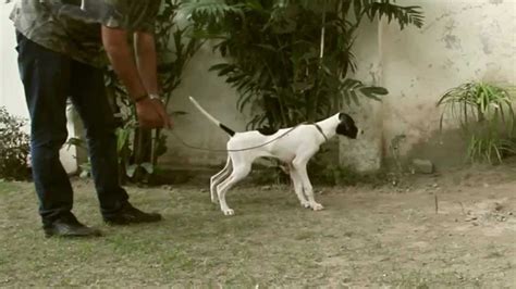 English Pointer Training Yard Work Check Cording Youtube