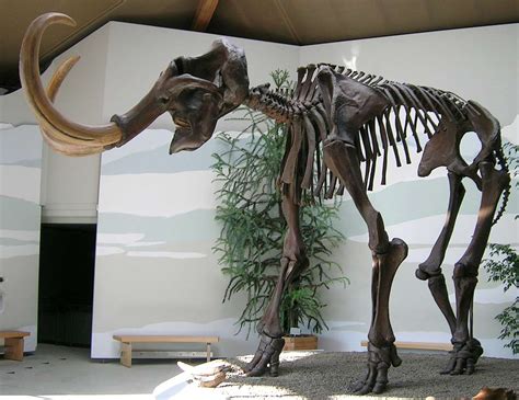 Wollhaarmammut Wikipedia