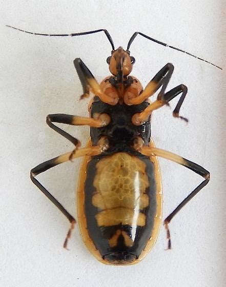 Florida True Bug For Id Rhiginia Cruciata Bugguidenet