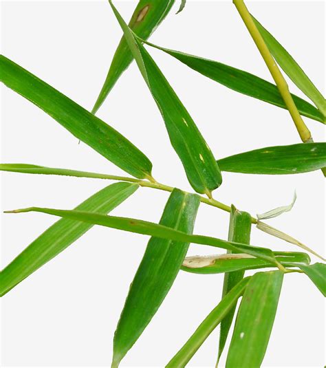 Tiger Grass Stem Cells Gundry Md®