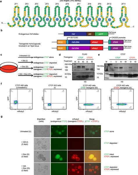 System To Investigate The Interplay Between Ctcfl And Ctcf In Somatic