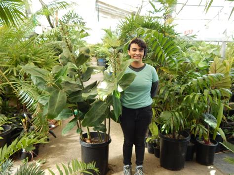 Ginger Kahili Ginger