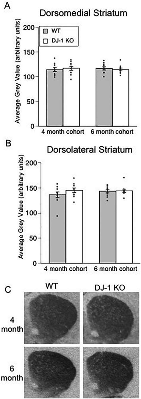 Dopamine Transporter Binding In Dorsal Striatum Dopamine Innervation Download Scientific