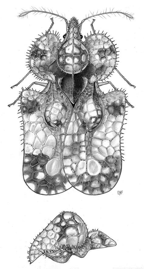 Corythucha Nocens Smithsonian Institution