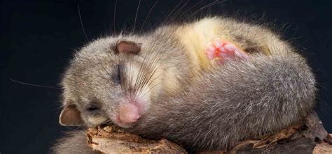 Giornata Del Sonno 5 Mete Per Dormire Come Un Ghiro Moveo