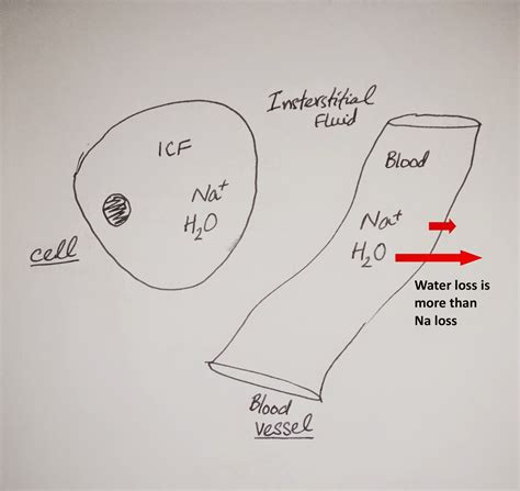 Histology Slides Database Hypernatremic Dehydration Physiology