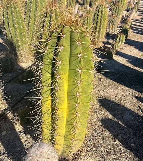 Variegated Echinopsis Trichocereus Pasacana Cacti Thepalmtreecompany