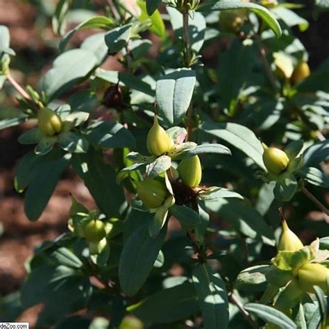 Hypericum Frondosum Sunburst ~ Sunburst St Johns Wort Gobuyplants