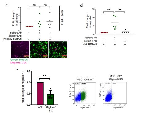 文献分享：siglec 6作为慢性淋巴细胞白血病细胞迁移和黏附的治疗靶点