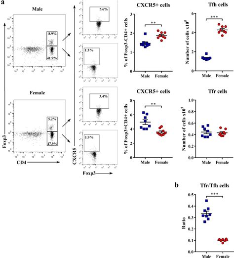 Sex Differences In Tfh Cell Help To B Cells Contribute To Sexual