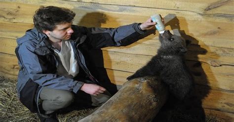 A Wonderful Story A Lone Bear Cub Was Rescued Then Transferred To A