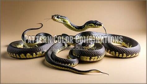 Corn Snake Color Morphs 60 Stunning Types And Breeding Guide