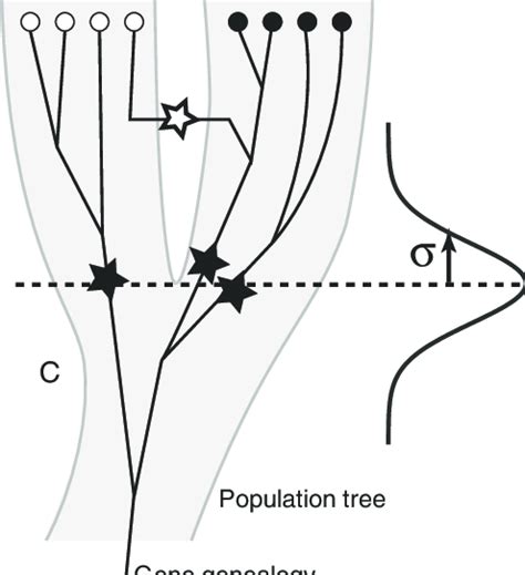 Visualization Of Population Splitting Of 2 Populations A And B Split At