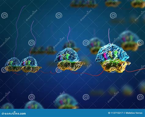 Prokaryotic Polysomes Stock Illustration 113715217