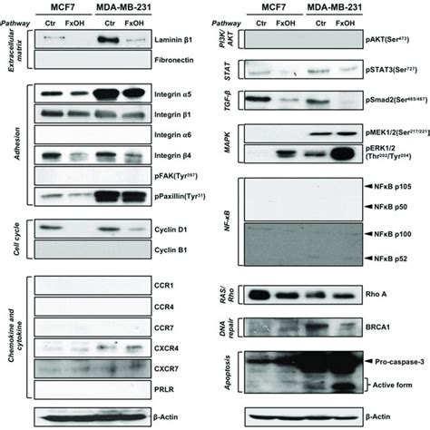 Protein Expression Levels In Mcf 7 And Mda Mb 231 Cells With Or Without