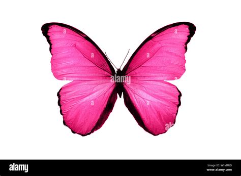 Pink Butterfly Species