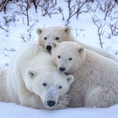 Polar Bears