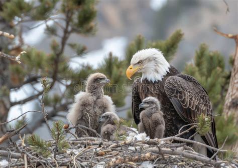 Bald Eagles Nest In The Wild Nature Stock Illustration Illustration
