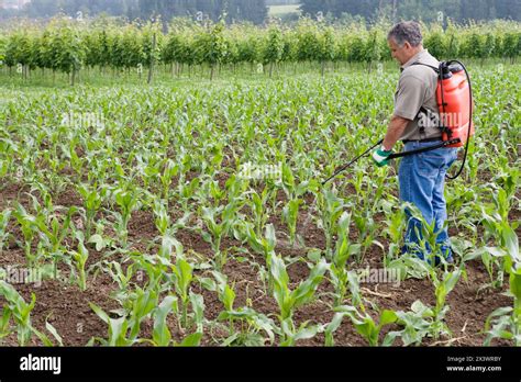 Farmer Treating Corn Plants With Sprayer Fertilizer Insecticide