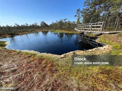 Rawa Tradisional Lanskap Gambut Dengan Danau Rawa Kecil Pinus Kerdil Dan Vegetasi Rawa
