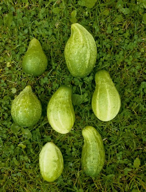 Kāpēc Kabacis Kā Bumbieris Bet Gurķis Kā Balons Bauskasdzivelv