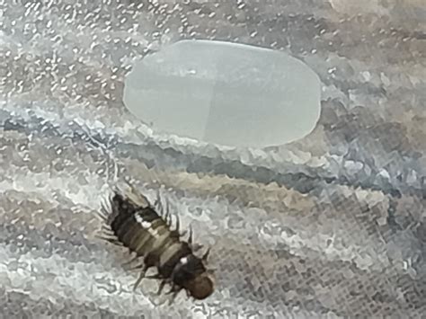 Need Help Identifying This Insect Larvae Rentomology