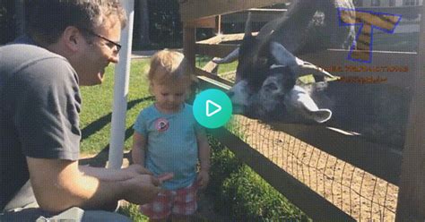Goats Can Act And Behave Really Strange And Weird Ha  On Imgur
