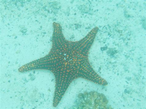 Panamic Cushion Sea Star Open Fotos Free Open Source Photos Public Domain Photos And Pictures