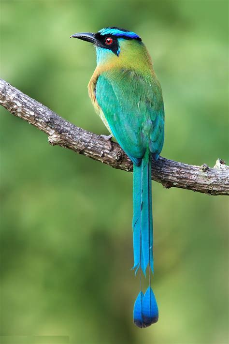 8 Amazonian Motmot Momotus Momota Found In The Amazonian Forests
