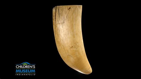 Sperm Whale Tooth 3d Model By Dockive 69c9a8f Sketchfab