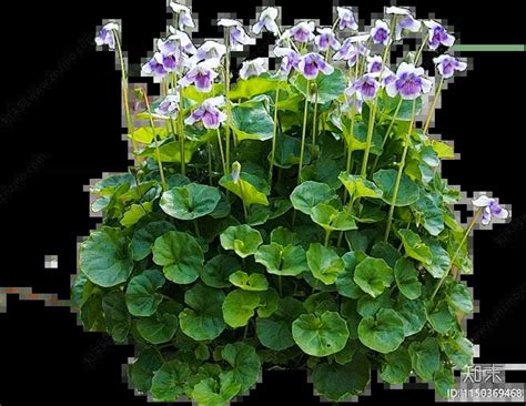 Png免抠熊猫堇贴图下载【id1150369468】 花瓣网