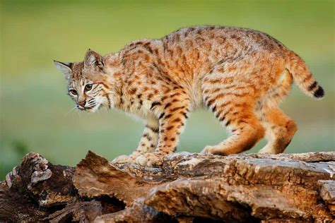 Bobcats In Virginia How Many Are There And Where Do They Roam A Z
