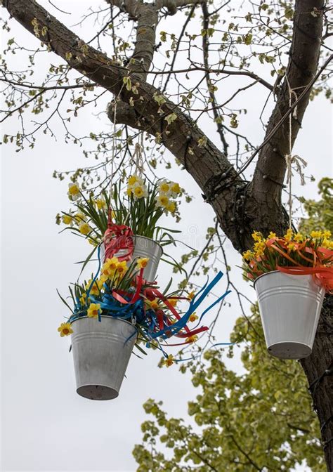 Decorations With Hanging Pails With Yellow Daffodils Stock Image Image Of Haarlem Flowers