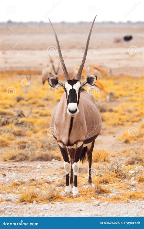 The Gemsbok Or Gemsbuck Oryx Gazella Is A Large African Antelope With
