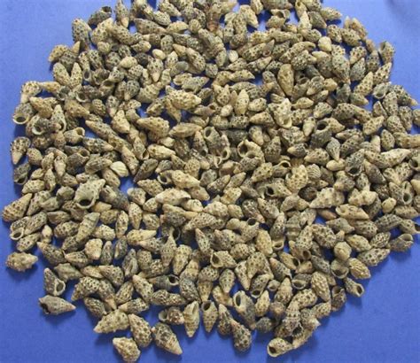 Cerith Sand Snails In Bulk Bags Of 1 Kilo Each
